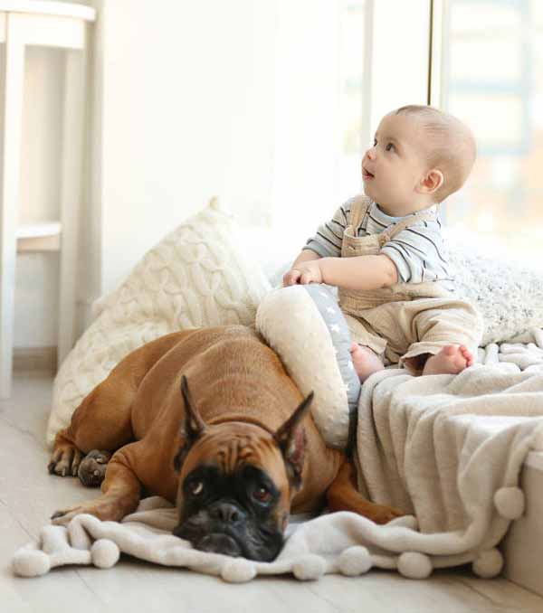 Level 1 Dog Protection Training (Southern California) | K9Companions